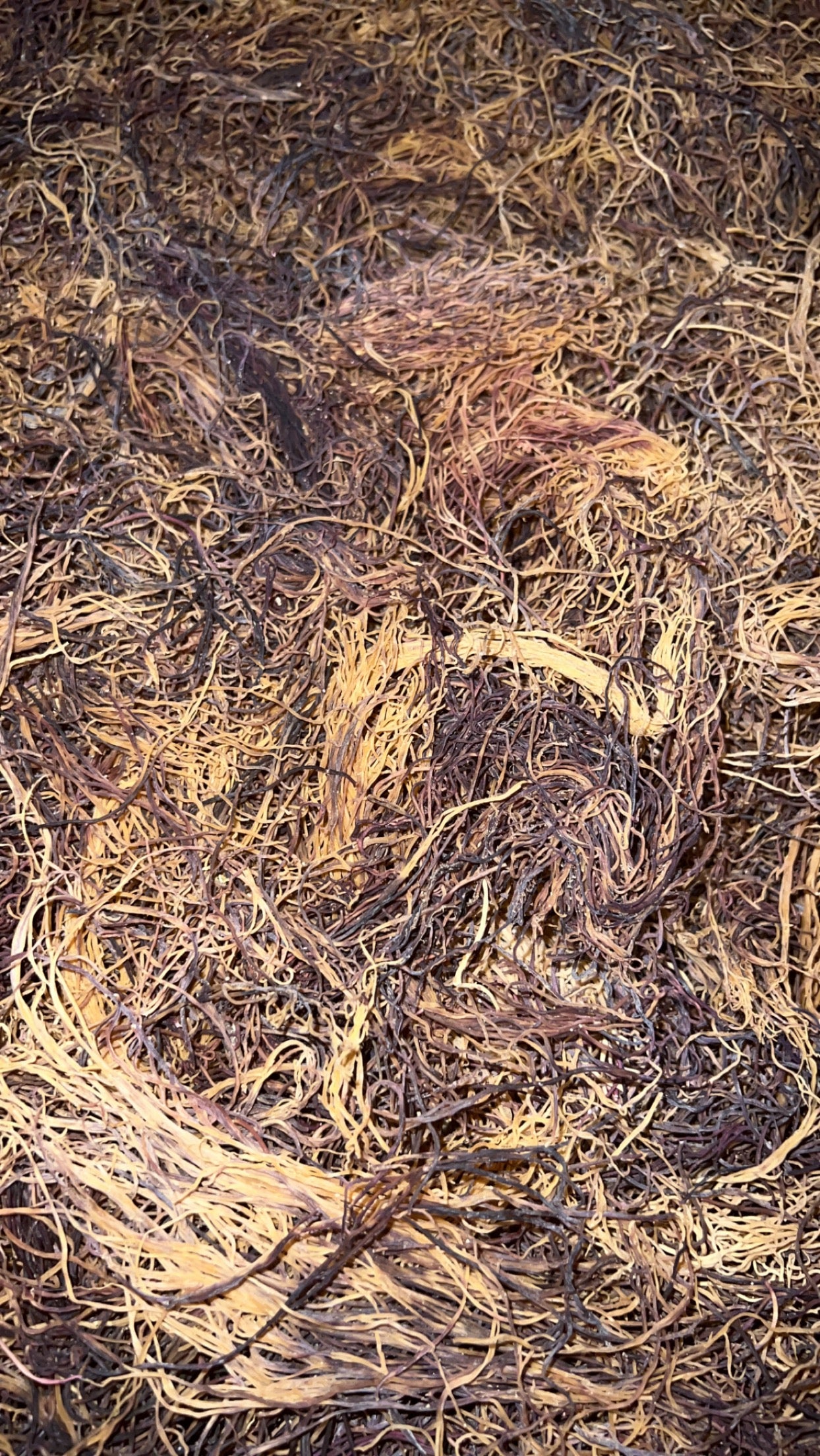 Honduran Sea Moss The Nutritional Powerhouse& Uncovering Its Health Be Honduran Sea Moss The Nutritional Powerhouse& Uncovering Its Health Be